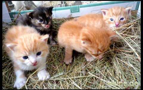 Cleo’s Katzenbabies – ekine